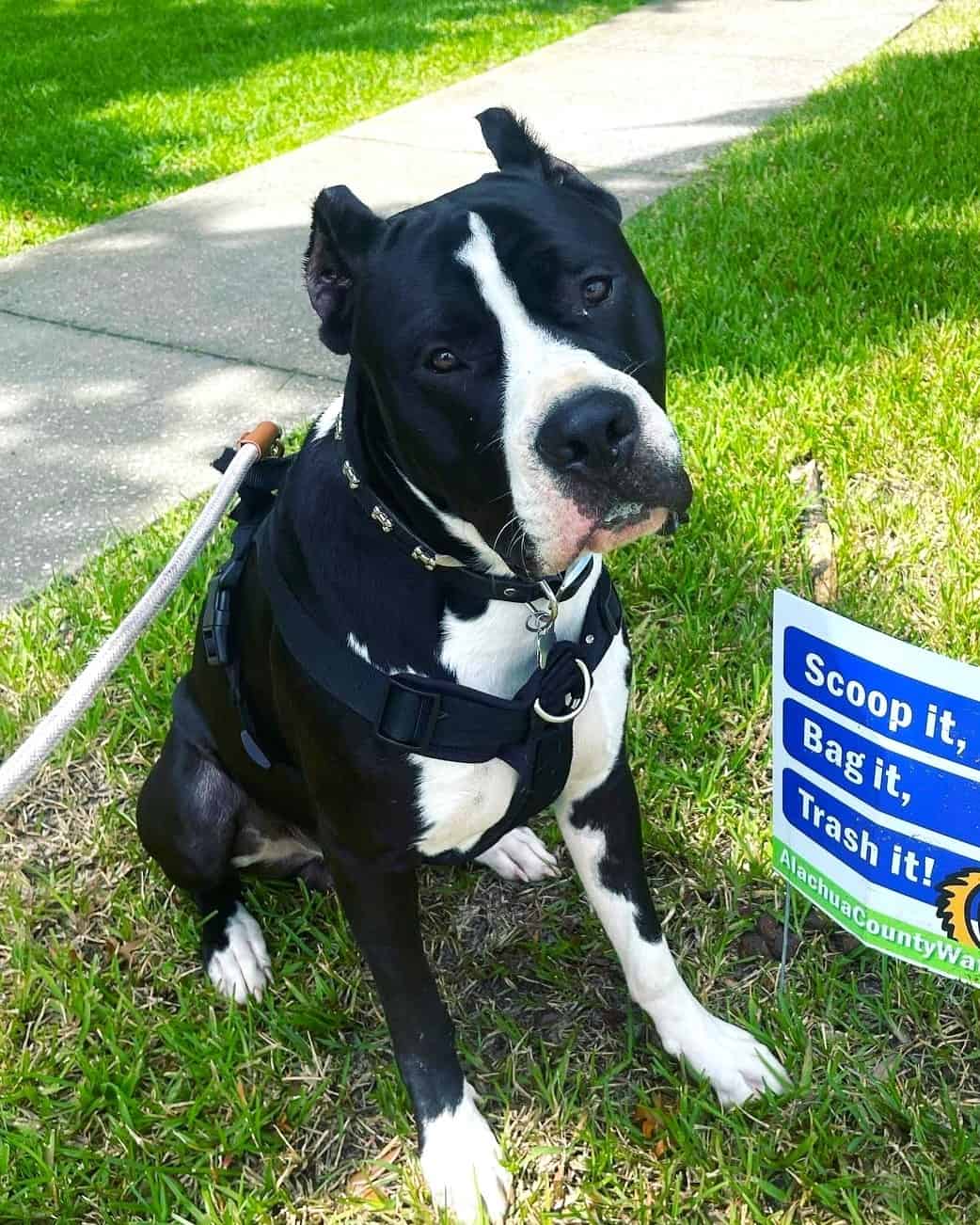 18 Popular Cane Corso Mixes You'll Love (With Pictures)