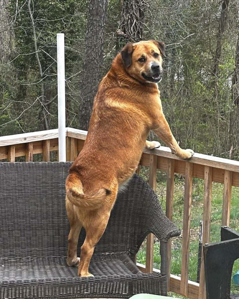 Mastiff Mixes: 43 Powerful and Unique Crossbreeds