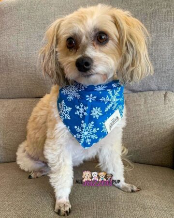 30 Cute Havanese Mixes You'll Love! (With Pictures)