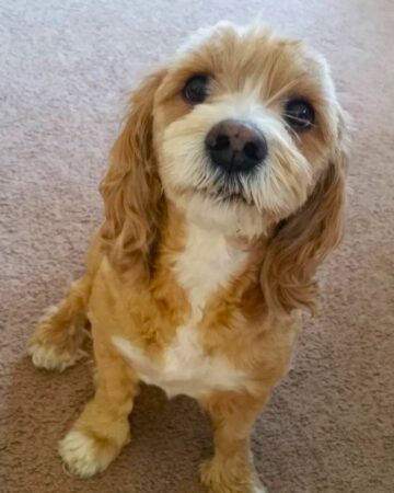 30 Cute Havanese Mixes You'll Love! (With Pictures)