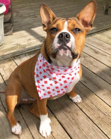 Boston Terrier Mixes: 50 Cutest Crossbreeds (With Pictures)