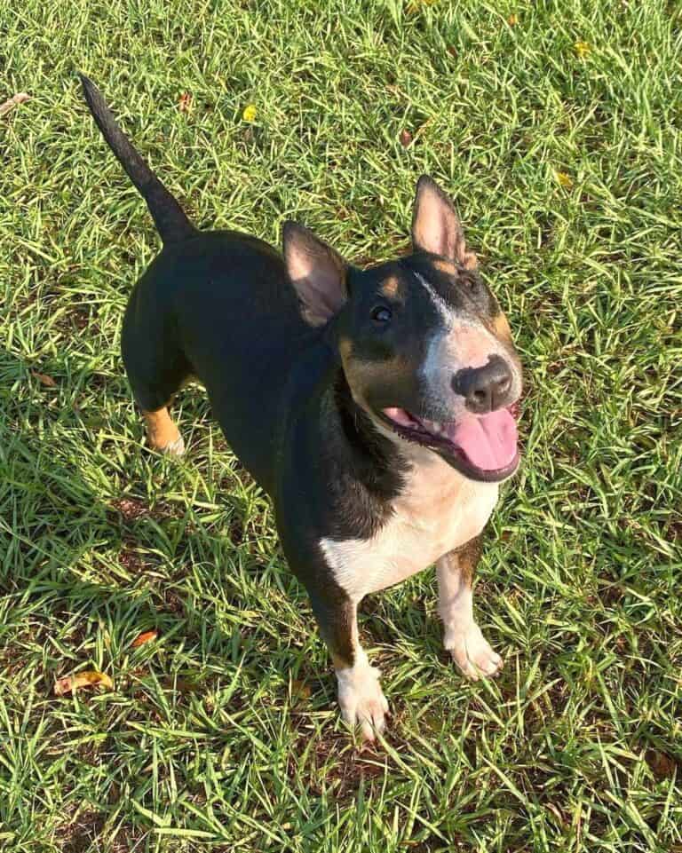 19 Adorable Bull Terrier Mixes You'll Love (With Pictures)