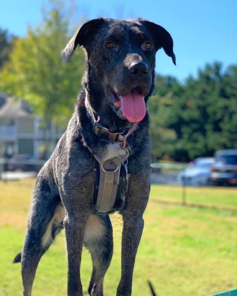 41 Unique Catahoula Leopard Dog Mixes (With Pictures)