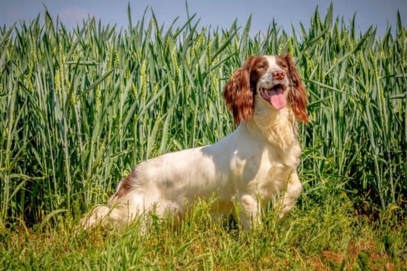 21 Beautiful Brittany Spaniel Mixes to Discover (With Pictures)