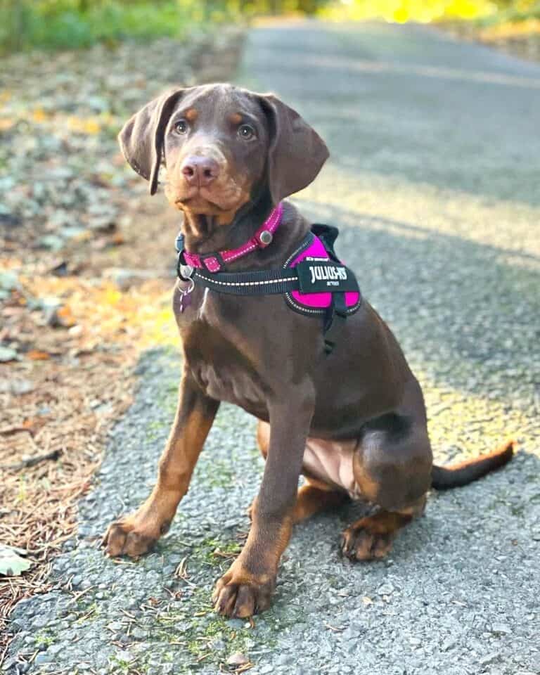 29 English Springer Spaniel Mixes (With Pictures)