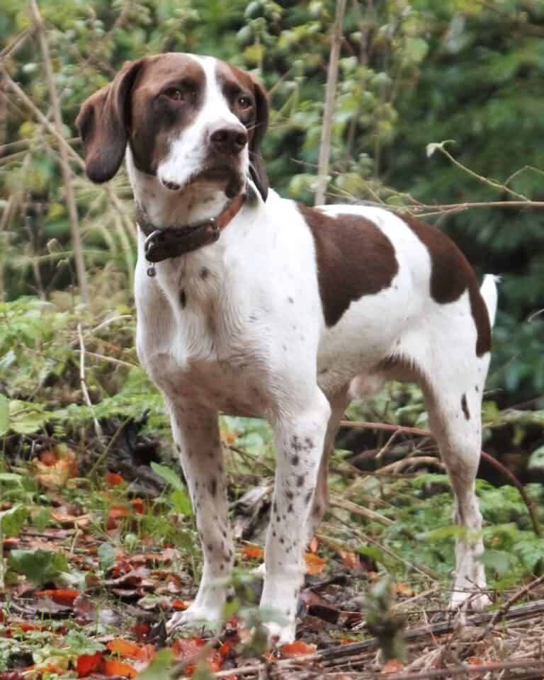 29 English Springer Spaniel Mixes (With Pictures)