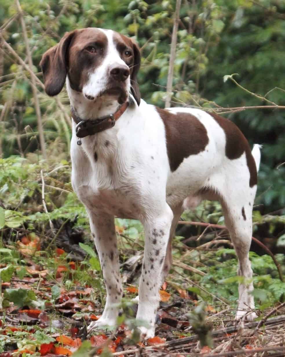 29 English Springer Spaniel Mixes (With Pictures)