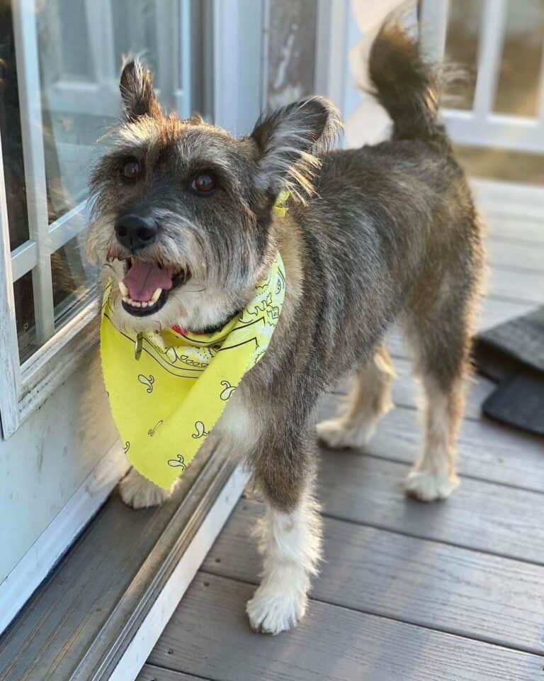33 Adorable Schnauzer Mixes You Must See! (With Pictures)