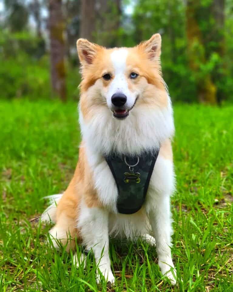 Shetland Sheepdog Mixes: 31 Cute Sheltie Hybrid Dogs