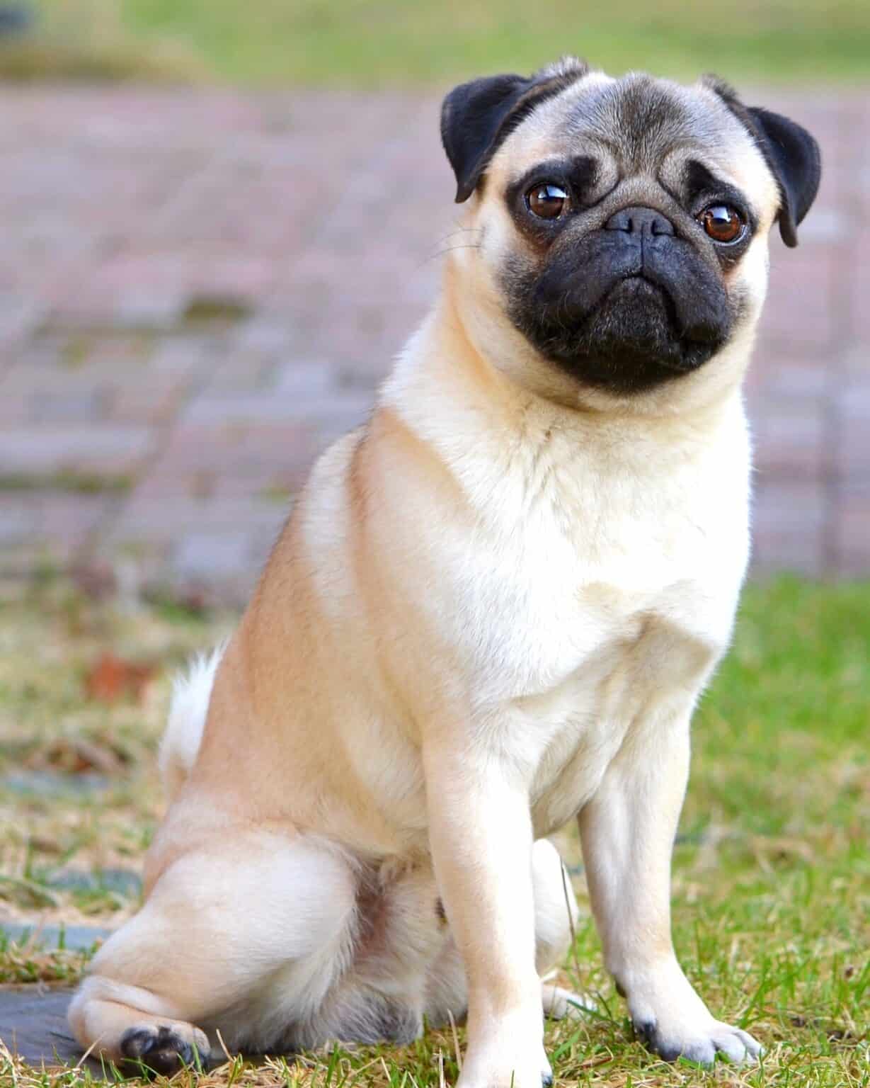 20 Pug Colors Explained (With Pictures!) - Happy Dog Breeds