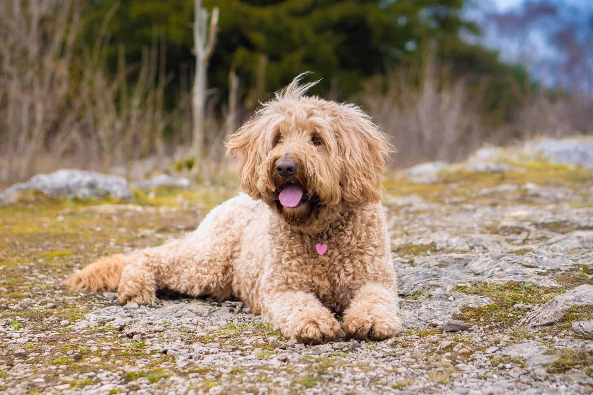How Much Does a Goldendoodle Cost? (2025 Updated)