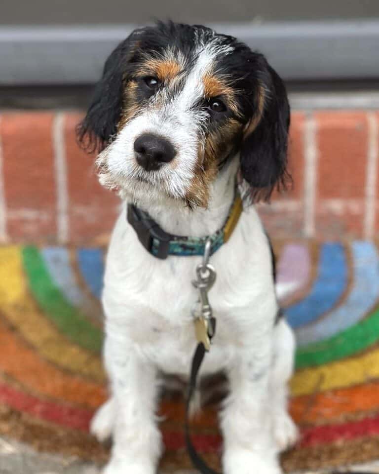 48 Adorable Cocker Spaniel Mixes (With Pictures)