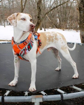 35 Whippet Mixes: A Complete Guide (With Pictures)