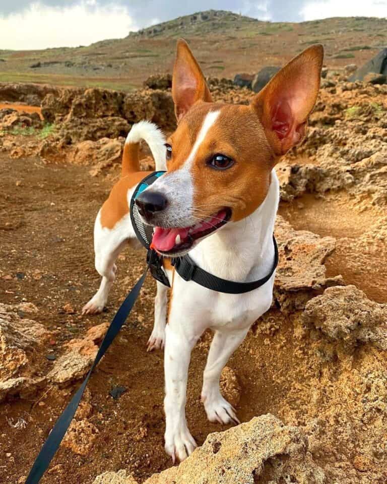 53 Most Adorable Jack Russell Terrier Mixes (With Pictures)