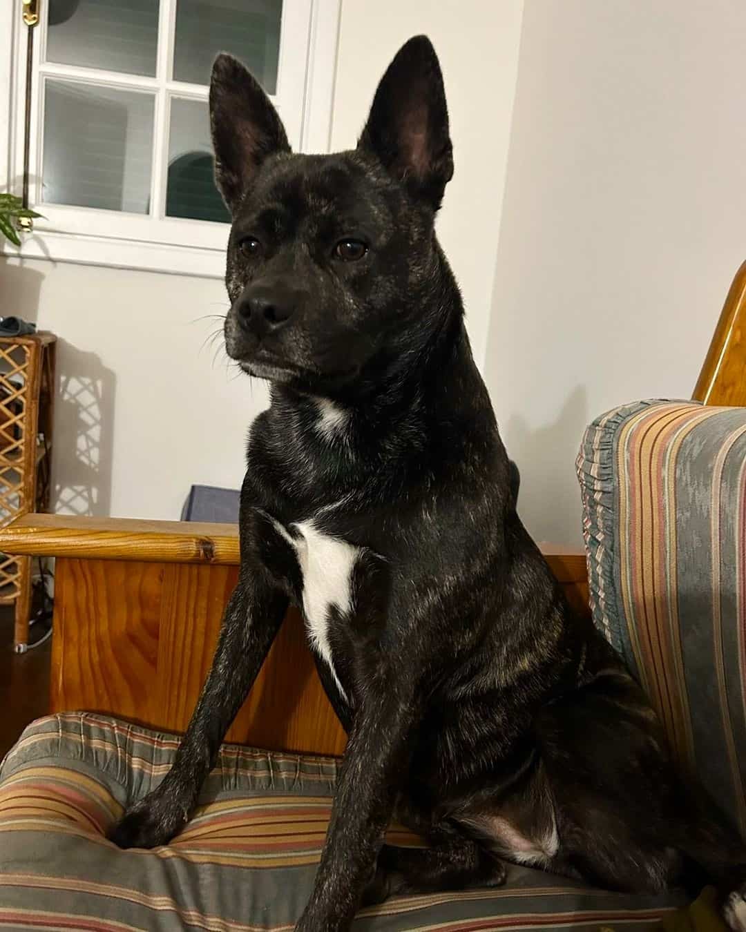 45 Unique Akita Mixes: An Ultimate Guide (With Pictures)