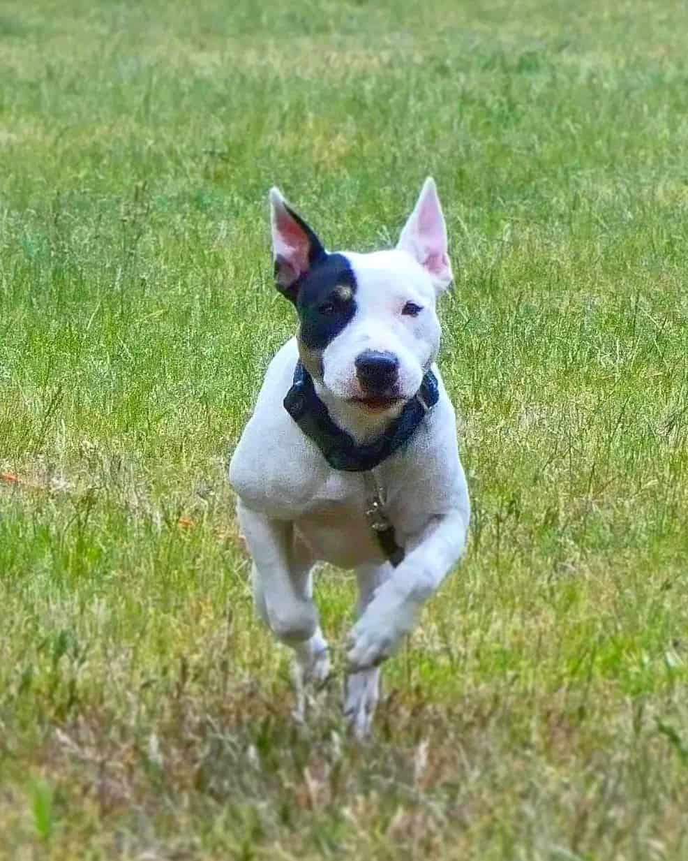 19 Adorable Bull Terrier Mixes You'll Love (With Pictures)