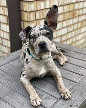 41 Unique Catahoula Leopard Dog Mixes (With Pictures)