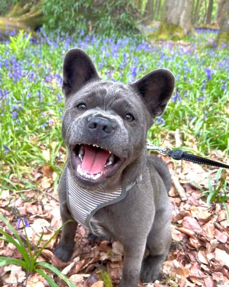 28 Chow Chow Mixes to Brighten Your Day (With Pictures)