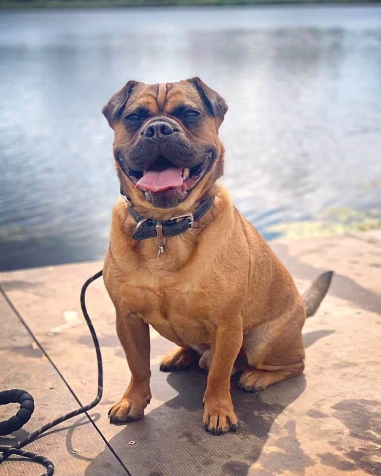 21 Adorable Shar-Pei Mixes You Need to Know