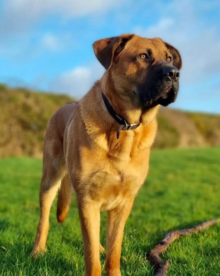 18 Popular Cane Corso Mixes You'll Love (With Pictures)