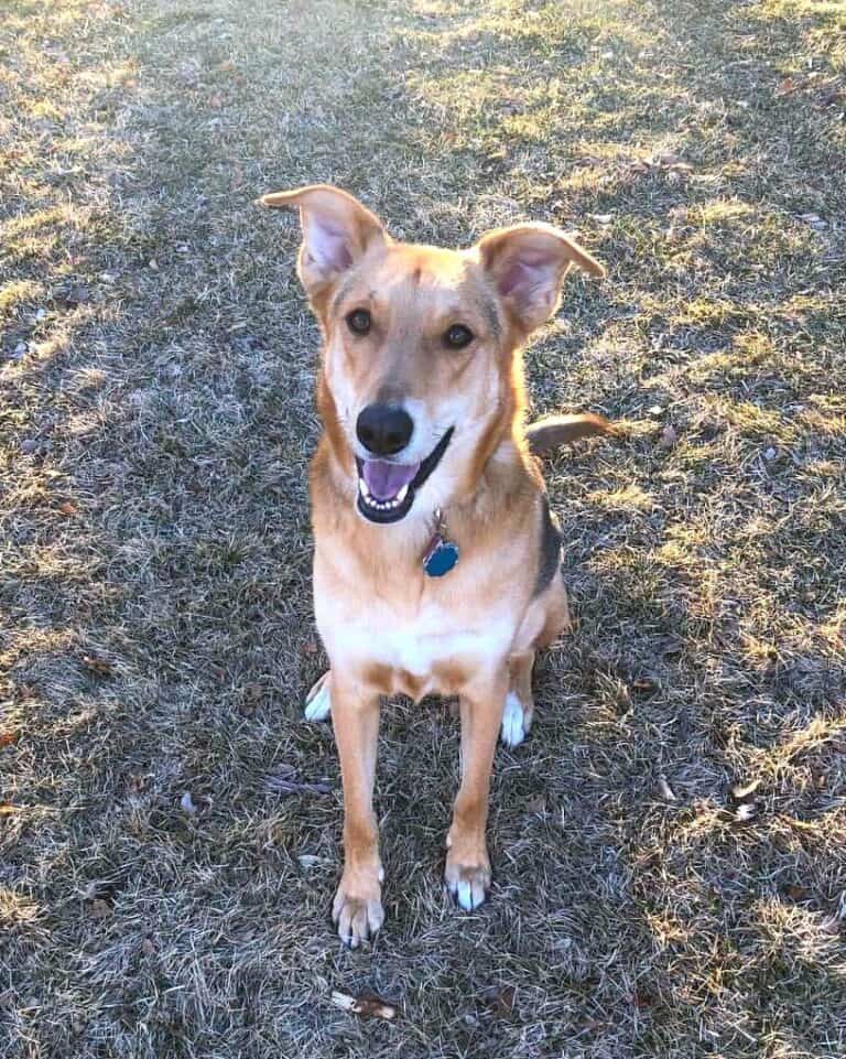 Greyhound Mixes: 24 Skinny Crossbreeds (With Pictures)