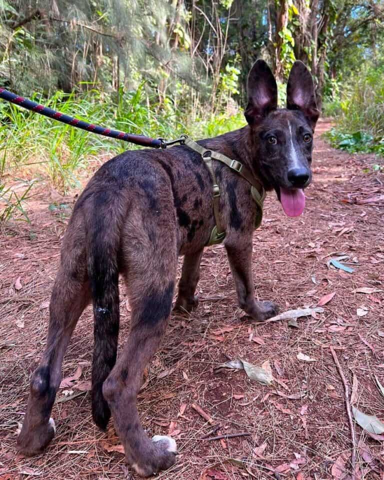 41 Unique Catahoula Leopard Dog Mixes (With Pictures)