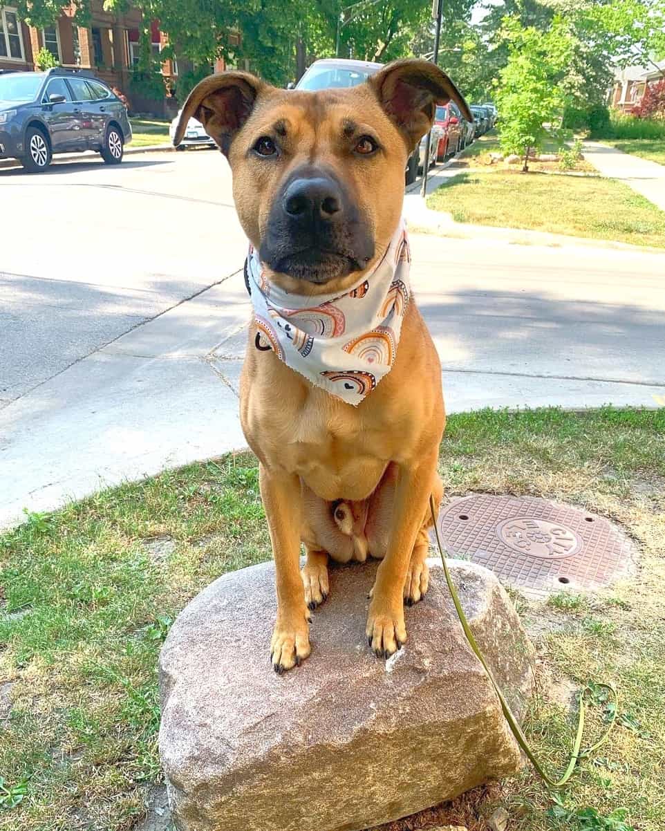 14 Black Mouth Cur Mixes: A Complete Guide (With Pictures)