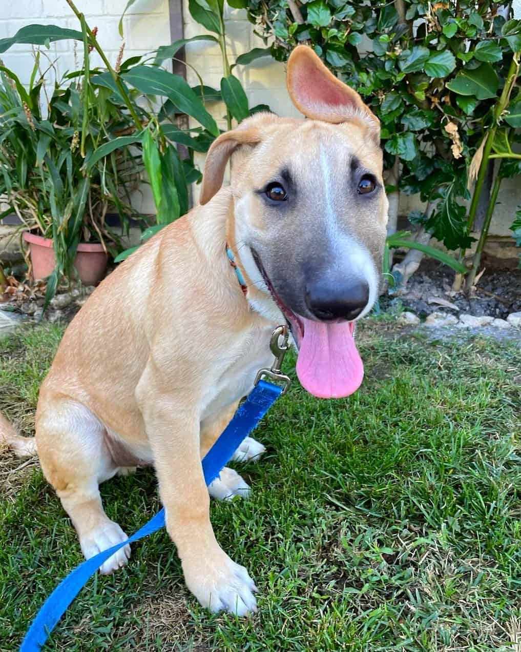 19 Adorable Bull Terrier Mixes You'll Love (With Pictures)