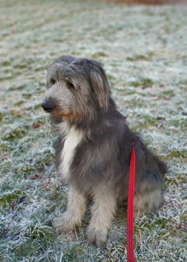 13 Unique Old English Sheepdog Mixes (With Pictures)