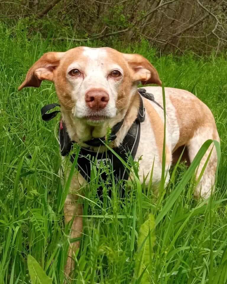 29 English Springer Spaniel Mixes (With Pictures)