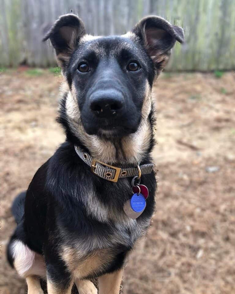 35 Whippet Mixes: A Complete Guide (With Pictures)