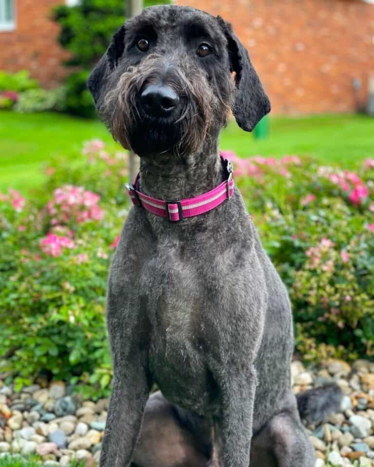 33 Adorable Schnauzer Mixes You Must See With Pictures