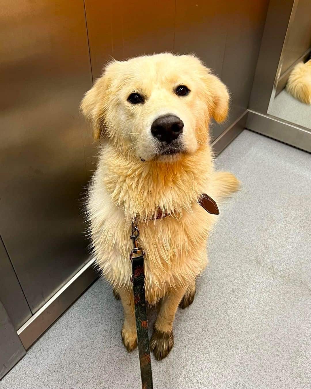 45 Unique Akita Mixes: An Ultimate Guide (With Pictures)