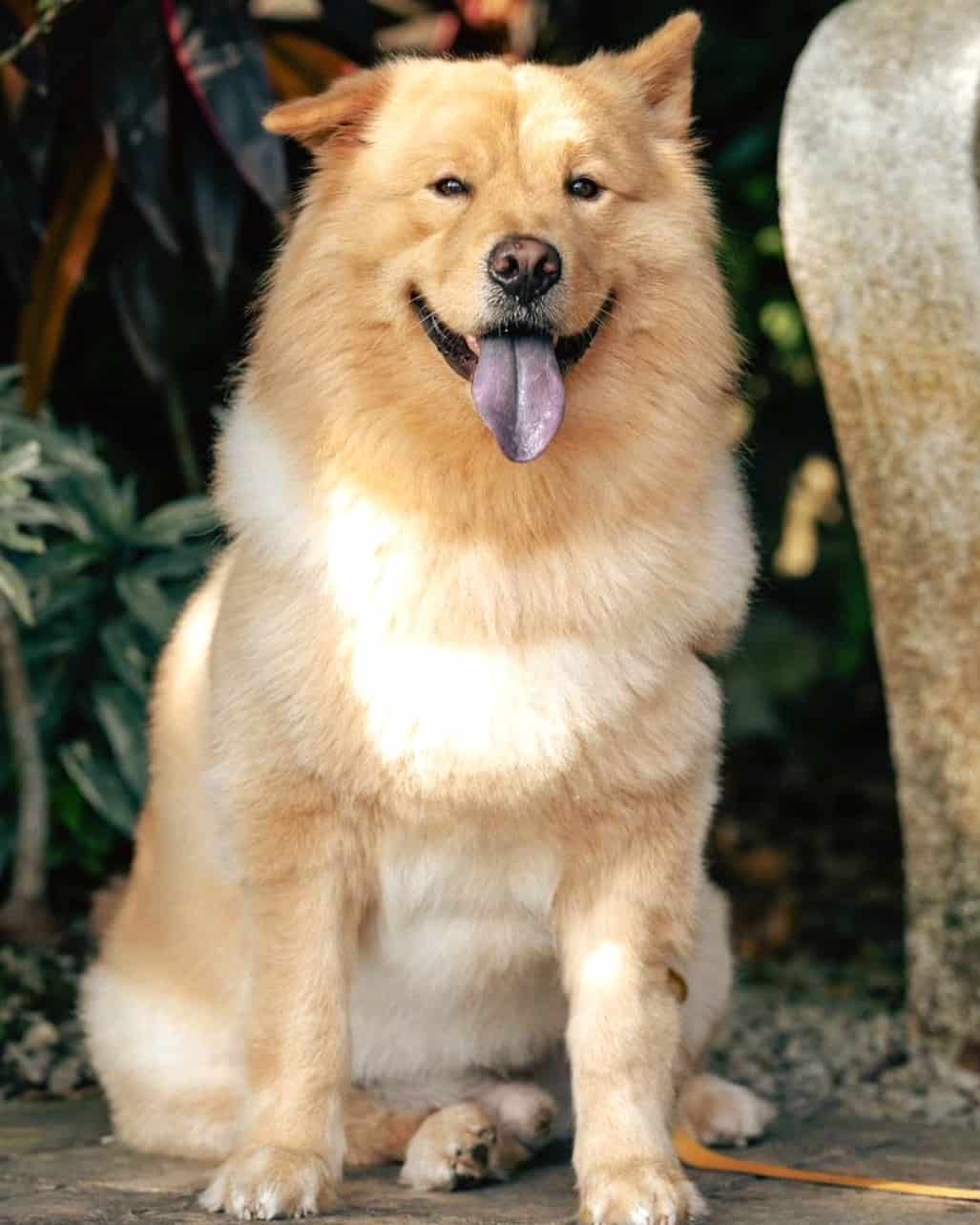 28 Chow Chow Mixes to Brighten Your Day (With Pictures)