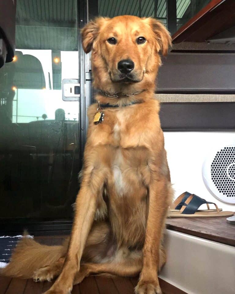 Greyhound Mixes: 24 Skinny Crossbreeds (With Pictures)