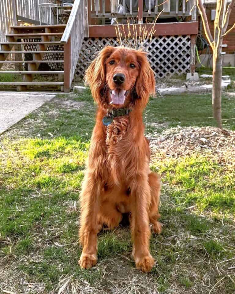 11 Unique Irish Setter Mixes You'll Love (With Pictures)
