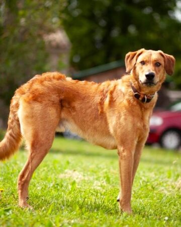 24 Belgian Malinois Mixes to Know (With Pictures)