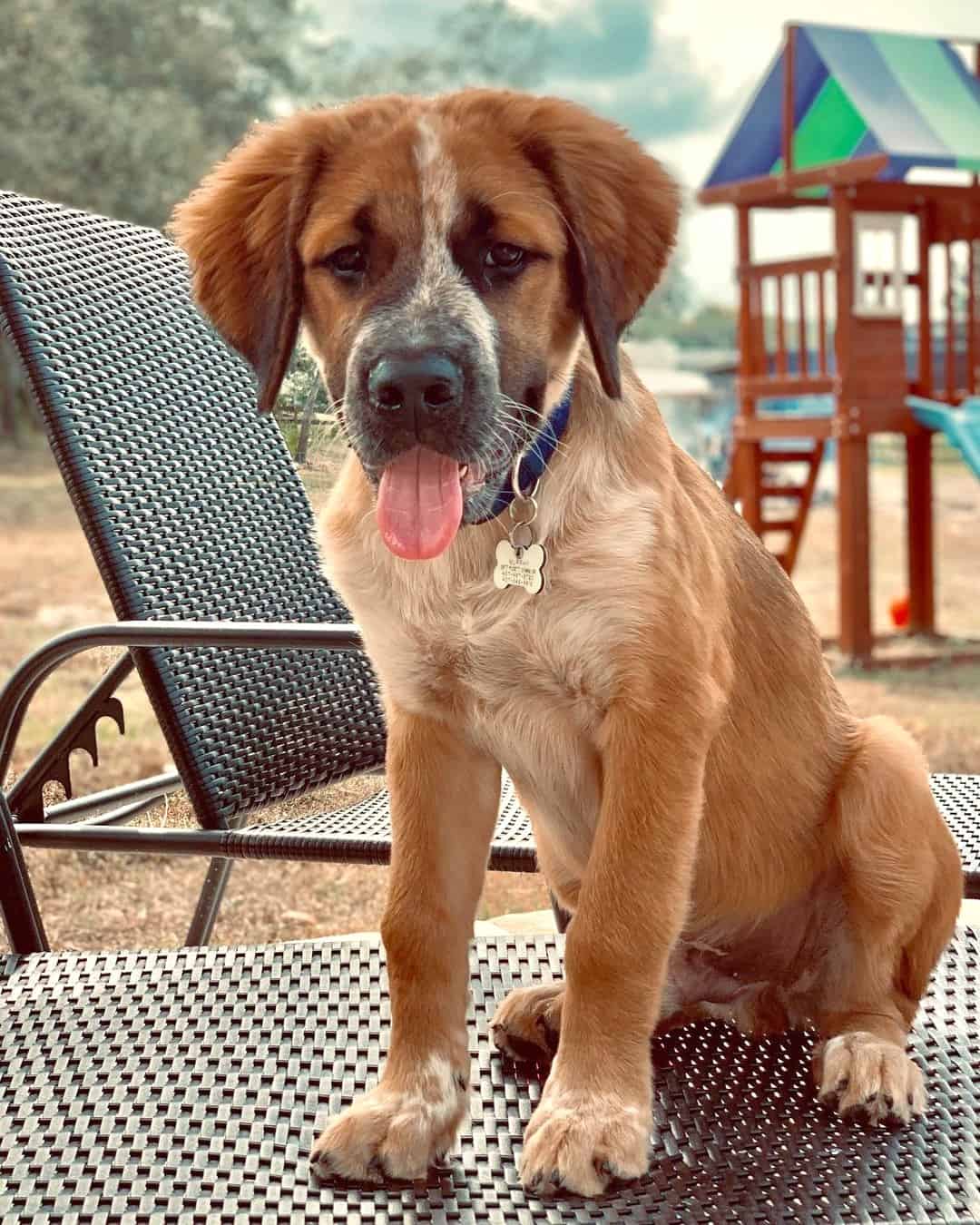 Saint Bernard Mixes: 37 Giant Crossbreeds (With Pictures)