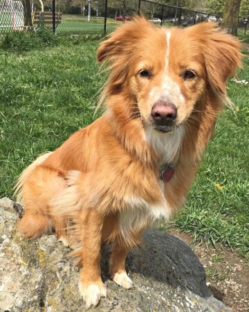 Shetland Sheepdog Mixes: 31 Cute Sheltie Hybrid Dogs
