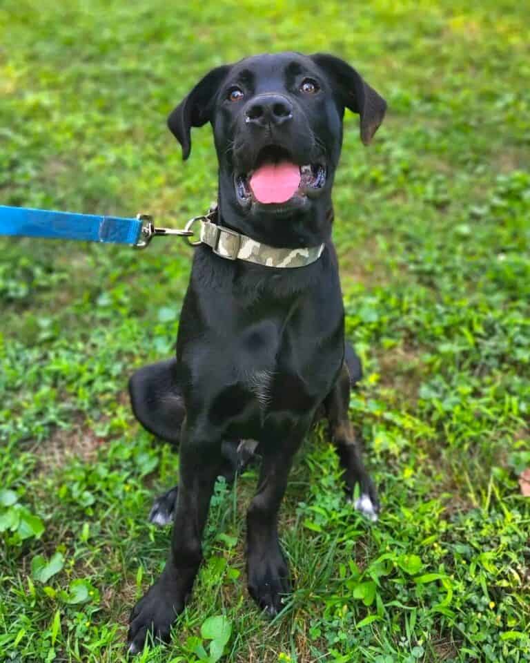 18 Popular Cane Corso Mixes You'll Love (With Pictures)