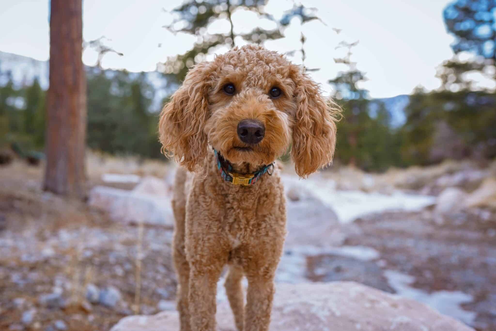 20 Goldendoodle Colors & Markings (With Pictures!)