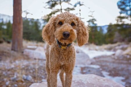 20 Goldendoodle Colors & Markings (With Pictures!)