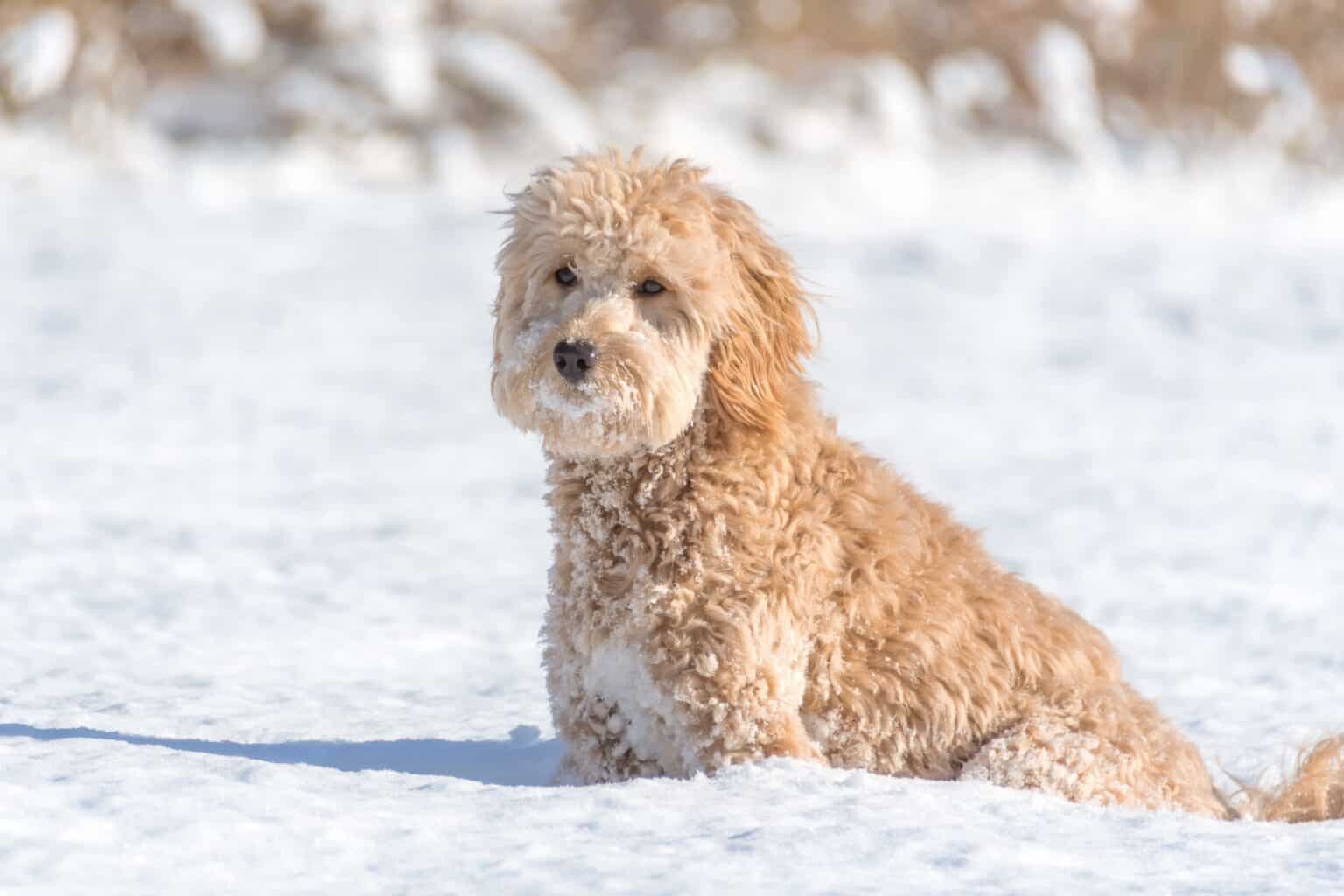 How Much Does a Goldendoodle Cost? (2025 Updated)