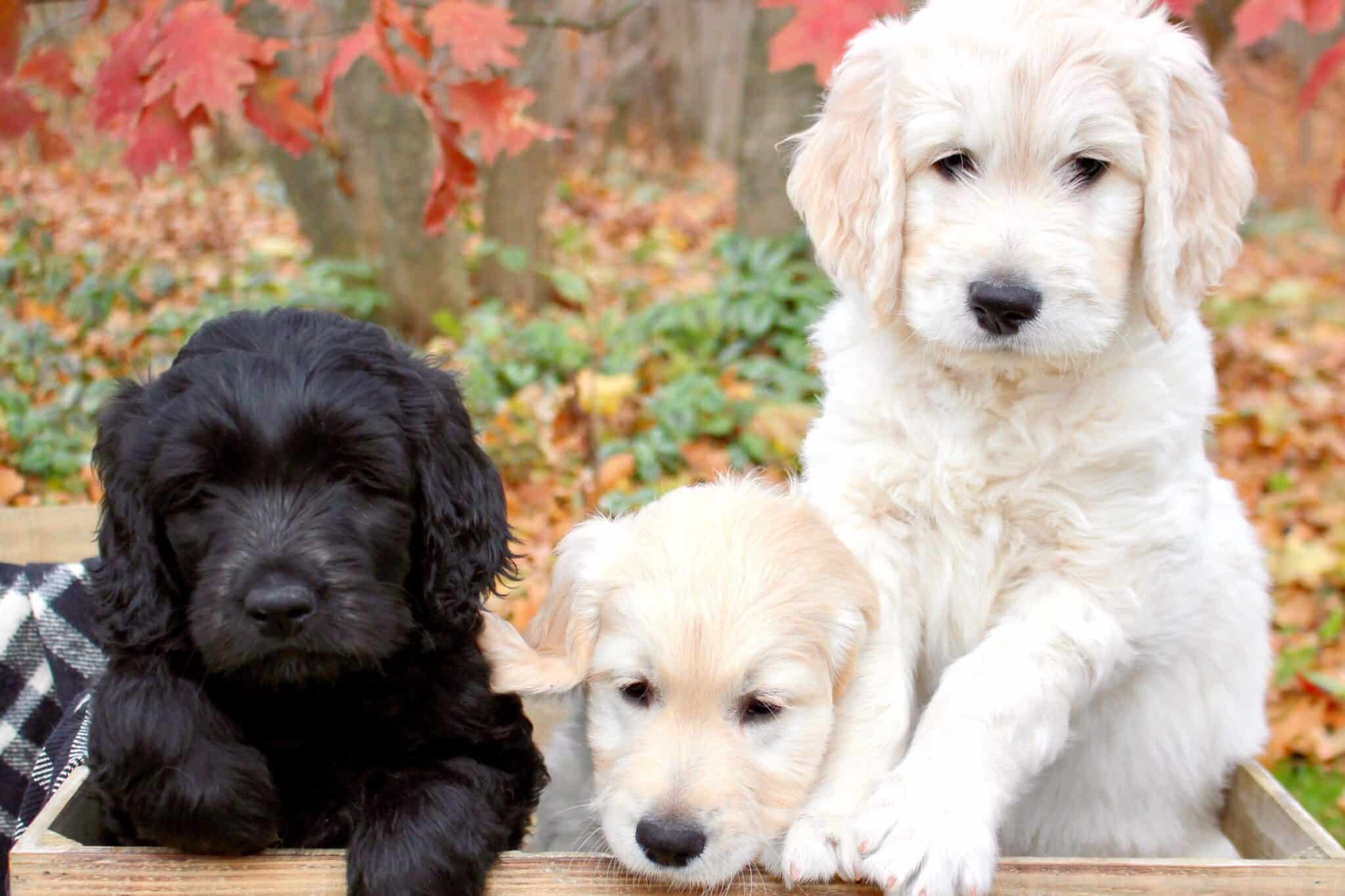 20 Goldendoodle Colors & Markings (With Pictures!)
