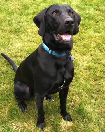 22 Beautiful Weimaraner Mixes You'll Love (With Pictures)