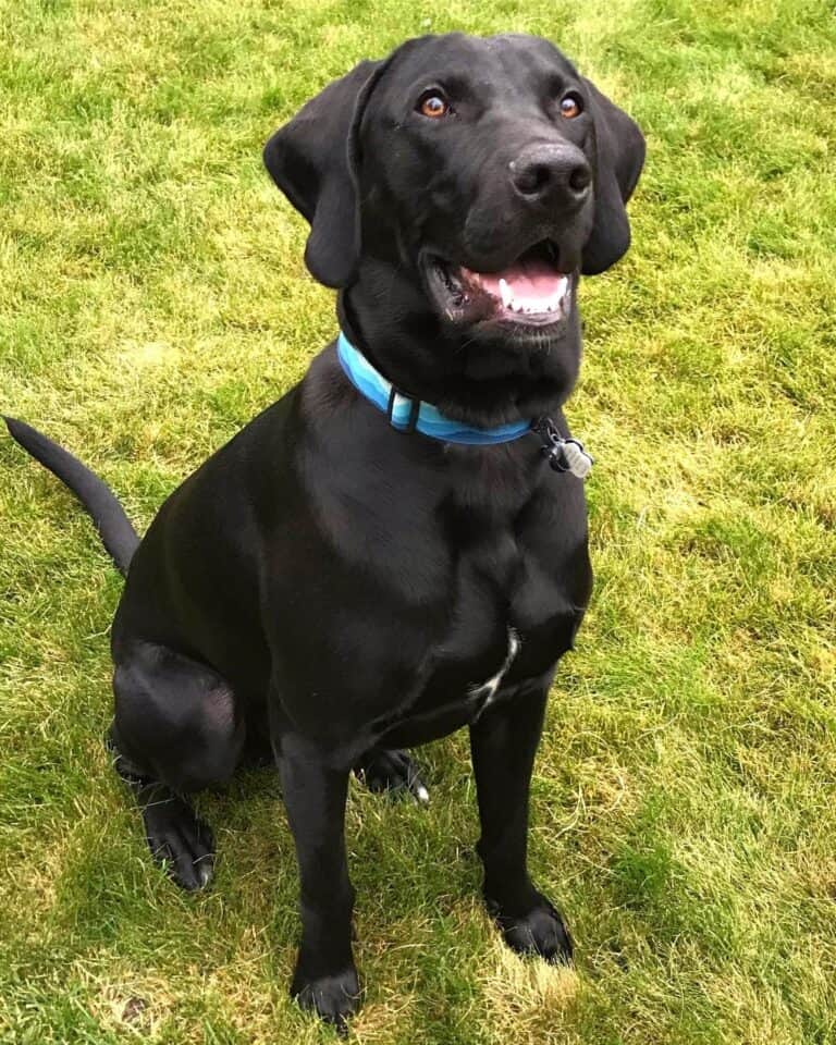 22 Beautiful Weimaraner Mixes You'll Love (With Pictures)