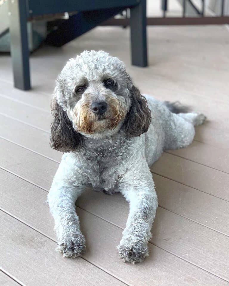 20 Goldendoodle Colors & Markings (With Pictures!)