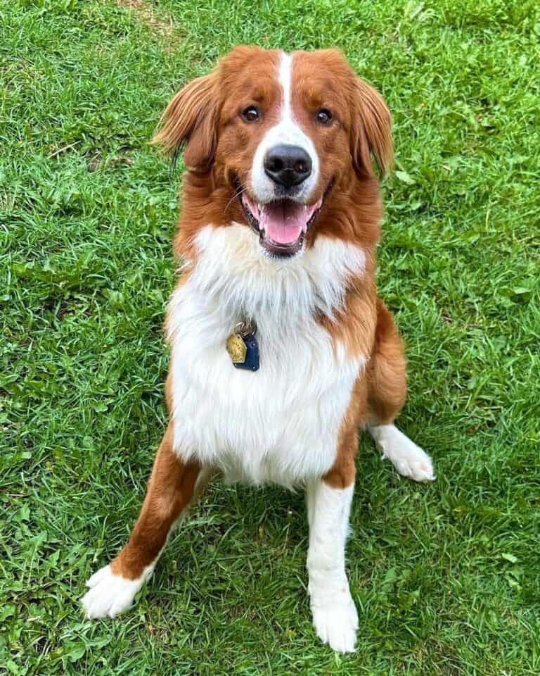 28 Great Pyrenees Mixed Breeds (With Pictures)