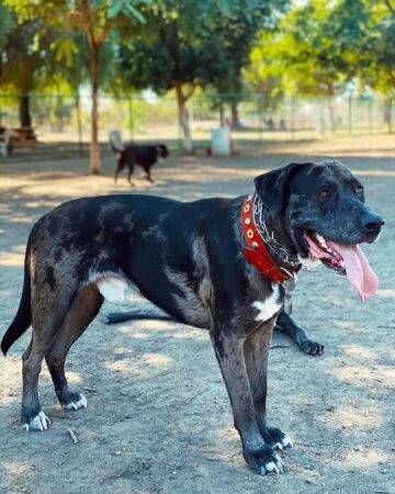 41 Unique Catahoula Leopard Dog Mixes (With Pictures)