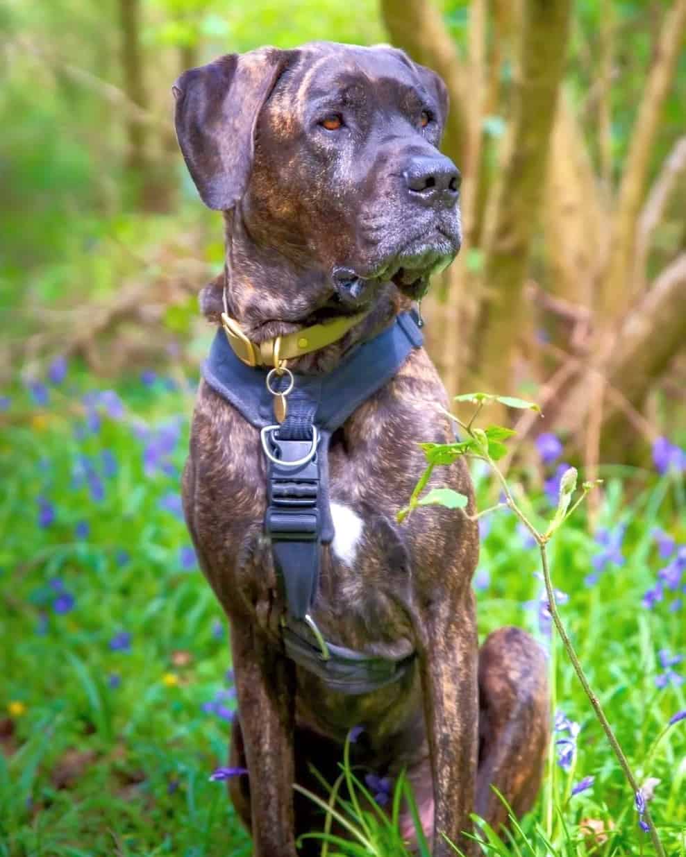 Greyhound Mixes: 24 Skinny Crossbreeds (With Pictures)